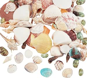 Amazon.com: PH PandaHall 300g Assorted Ocean Beach Seashells, 15 Styles ...