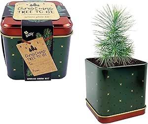 Amazon.com : BUZZY Seeds Holiday Spruce Square Tin Grow Kit | Spruce 2 ...