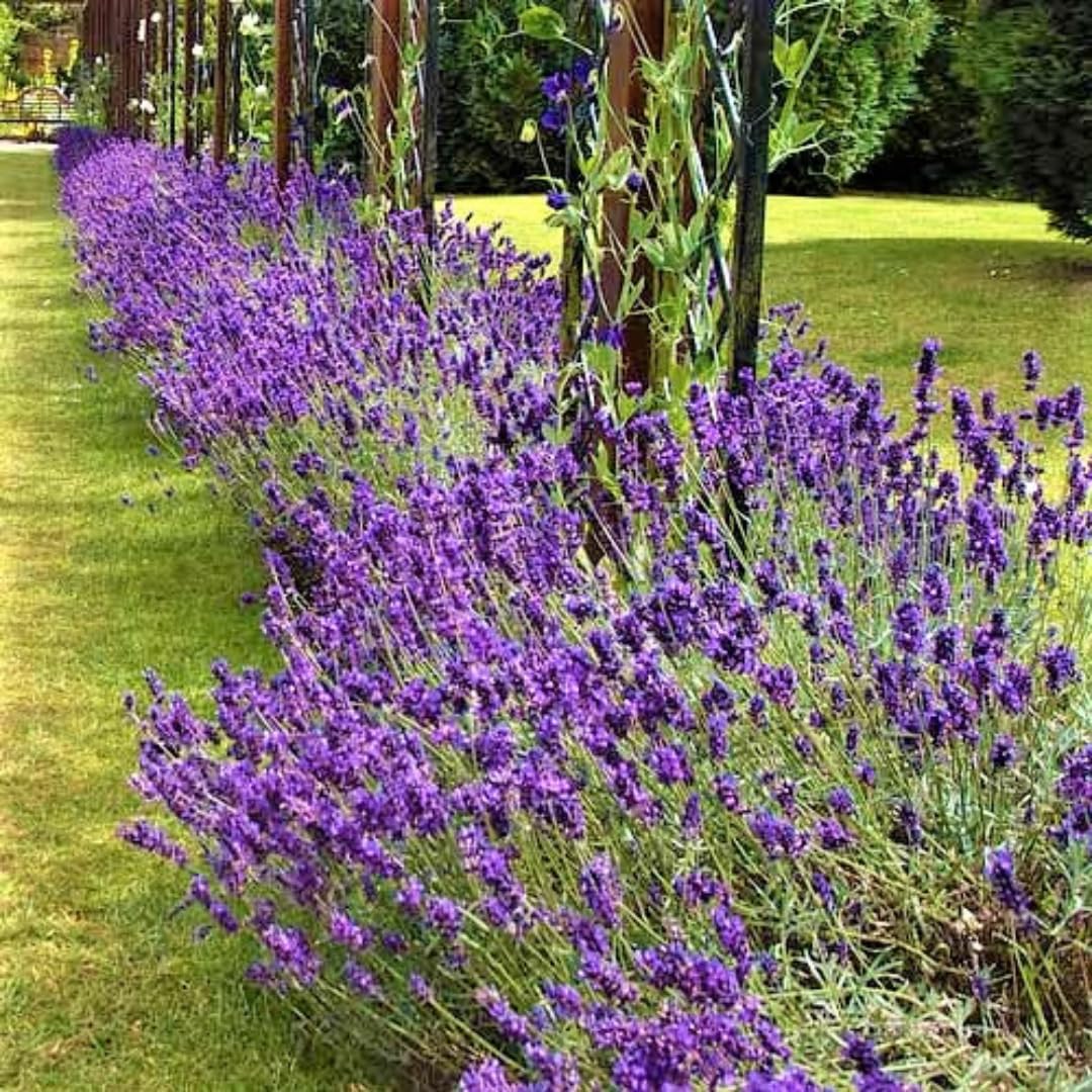 Hidcote Lavender