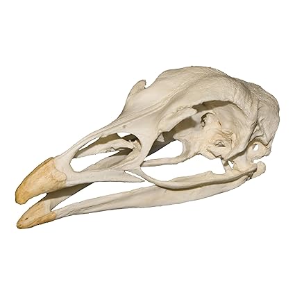 Turkey Skull (Teaching Quality Replica): Animal Anatomical Models ...