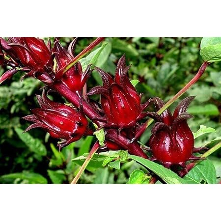 Amazon.com : 20+ Organic Hibiscus Sabdariffa( Roselle ) Seeds red atiso ...