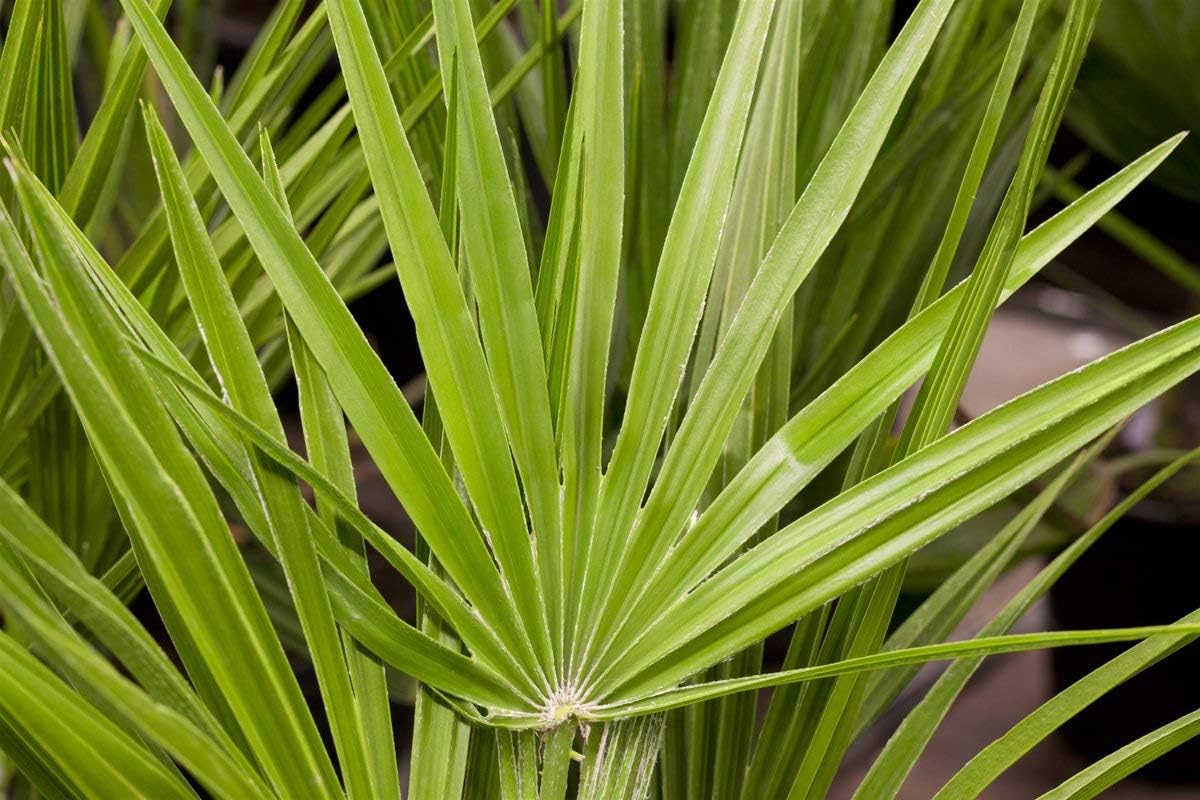 Dwarf Fan Palm - A Strong Plant in a 7 L Pot : Amazon.co.uk: Garden