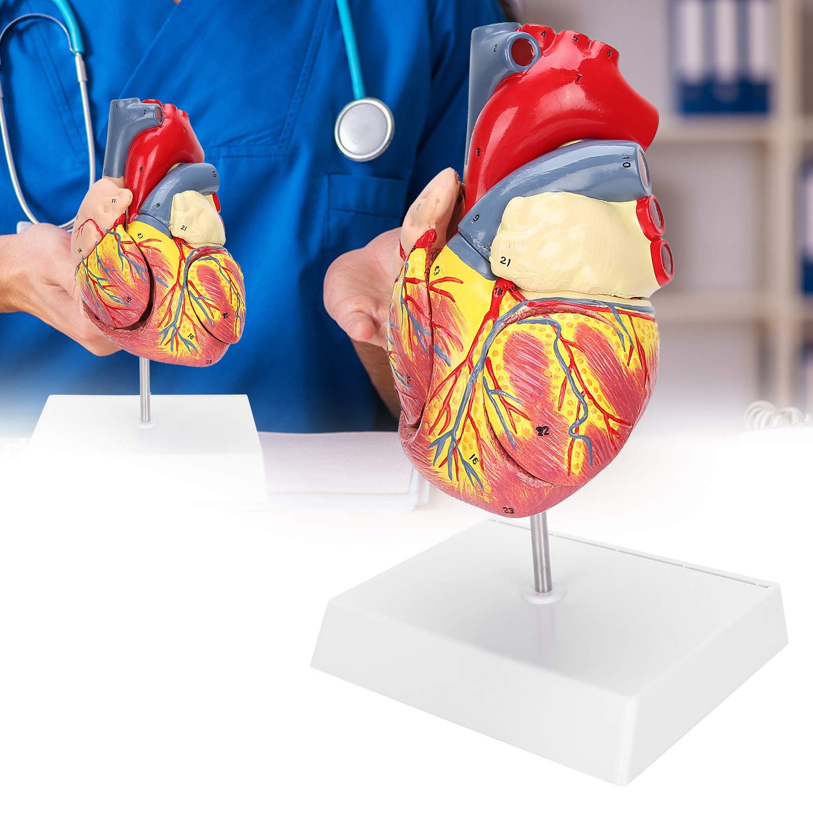 Life Size Heart Model Merinden Human Heart Model, Life Size ...