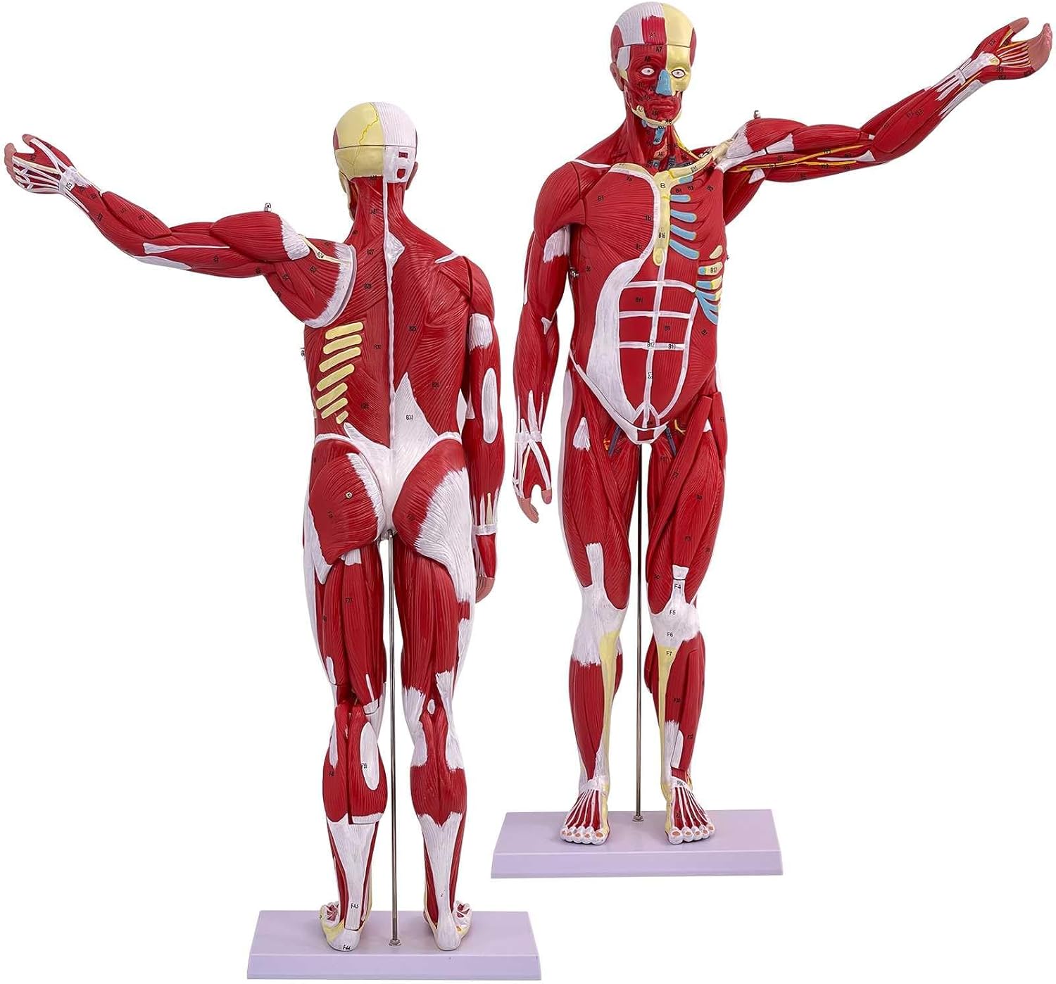KDJFS 1/2 Life-Size Muscular Model with Removable Internal Organs and ...