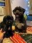 Amazon.com: Douglas Bundy Newfoundland Dog Plush Stuffed Animal : Toys ...