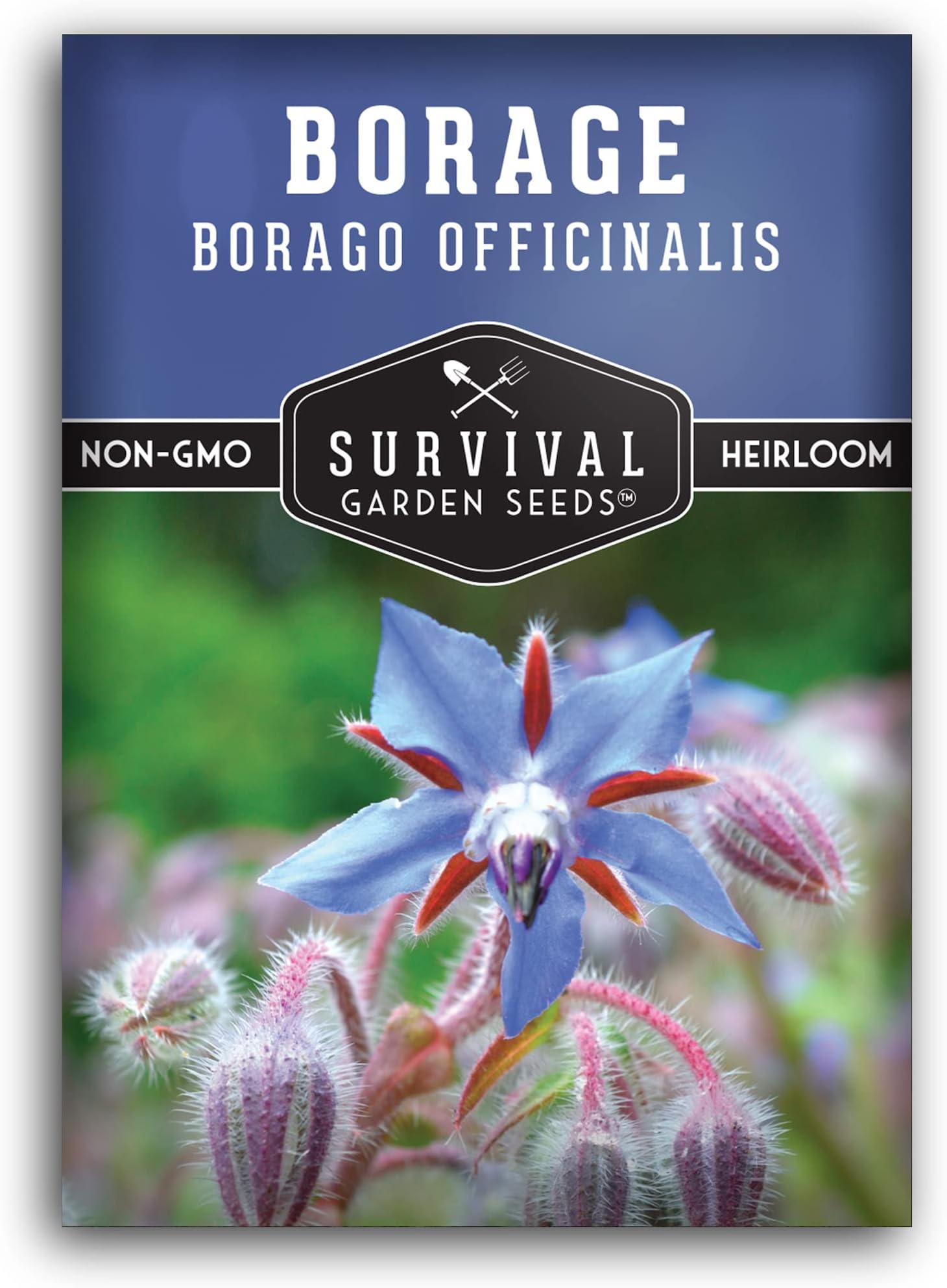 Amazon.com : Sow Right Seeds - Borage Seed to Plant - Non-GMO Heirloom ...