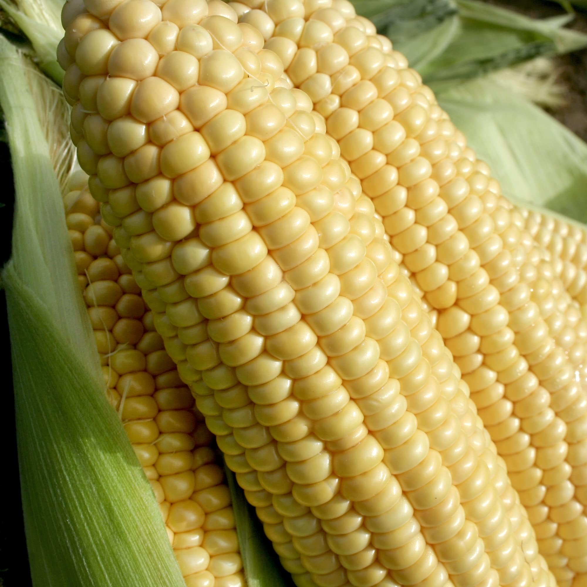 Suttons Sweet Corn Seeds - Moonshine F1, Sweetcorn Seeds, Zea mays, 25 ...