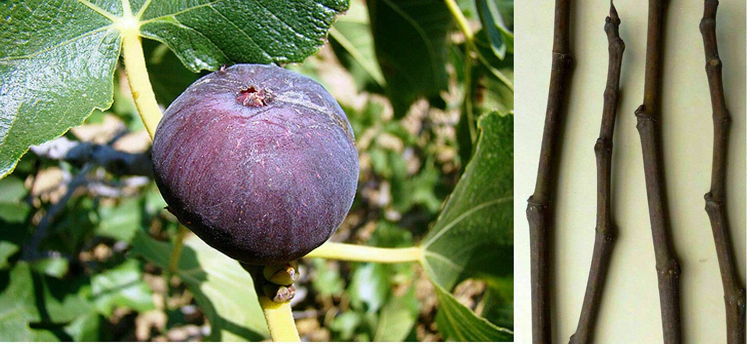 Buy CUTTINGS Fig Black White Madeira fig Live Tree Figo Preto Ficus ...