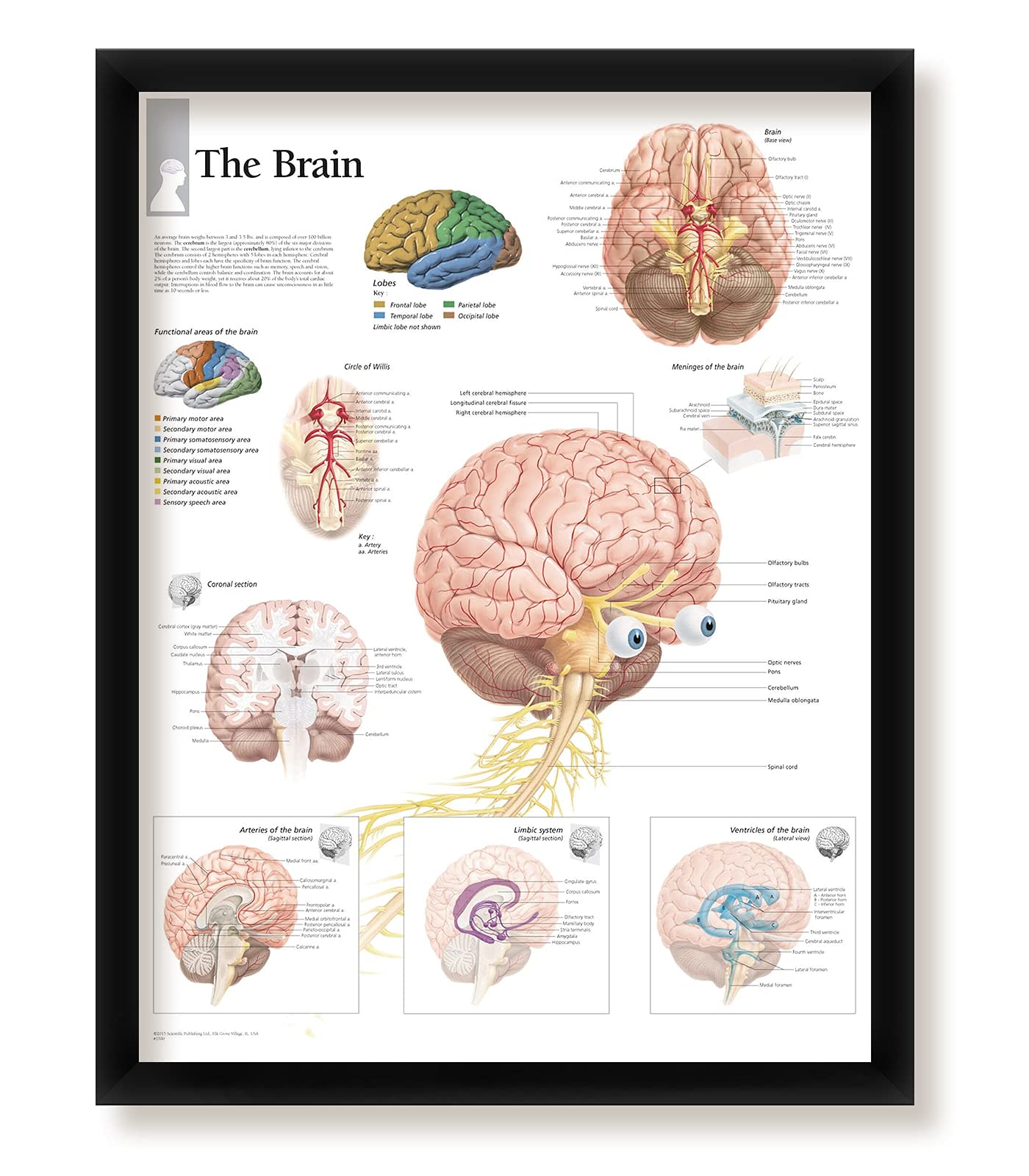 Amazon.com: The Brain Framed Medical Educational Informational Poster ...