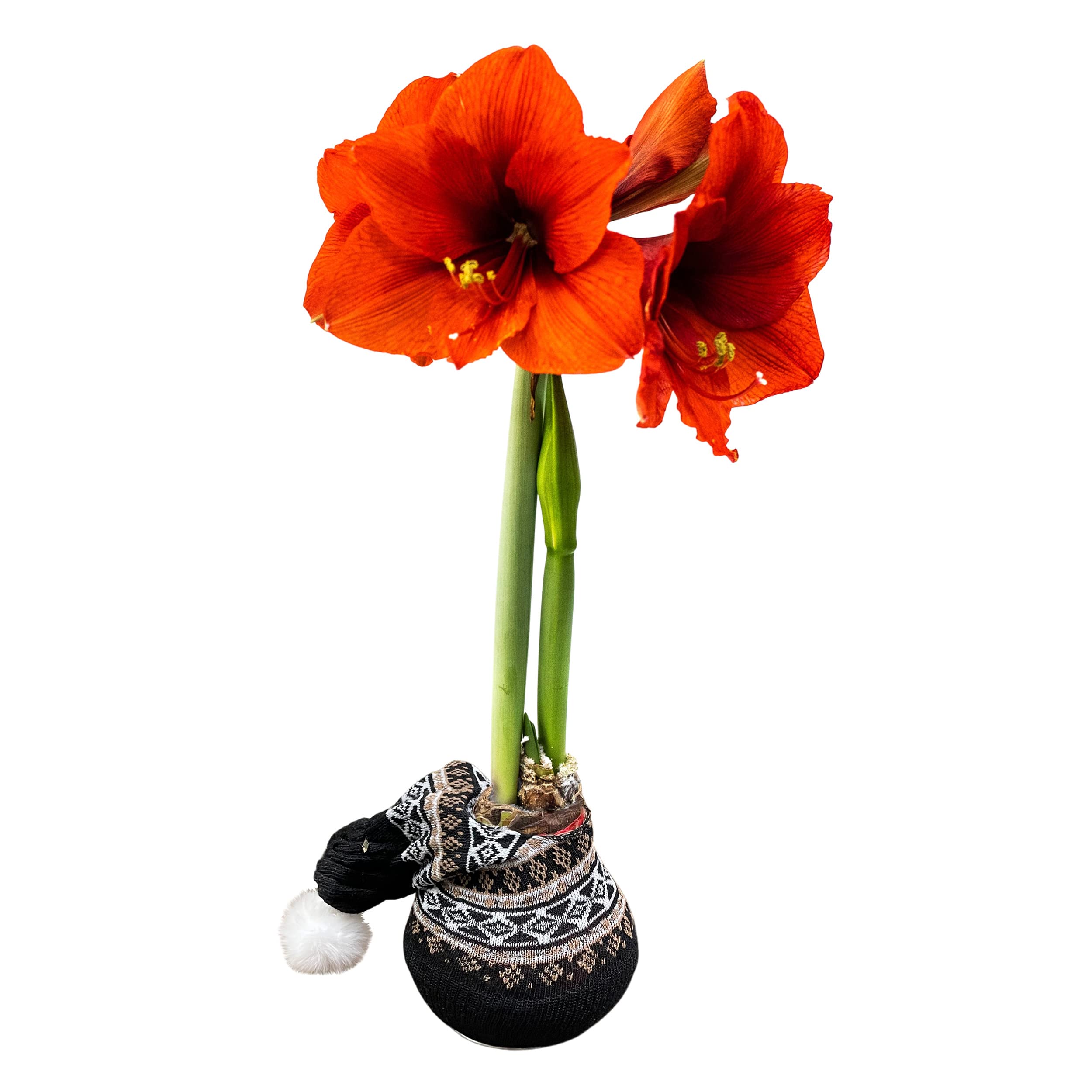 5 Best Amaryllis Black Pearl | Beyond the Red: True Dark Blooms