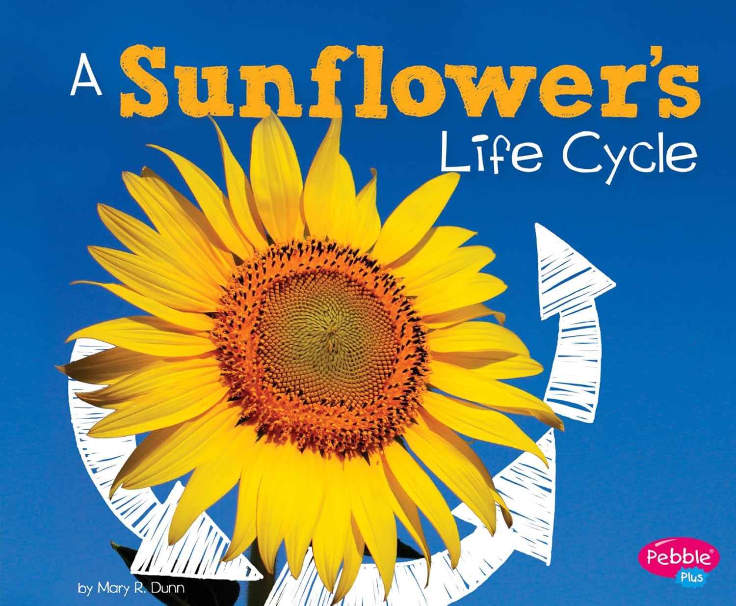 A Sunflower's Life Cycle (Explore Life Cycles): Dunn, Mary R ...