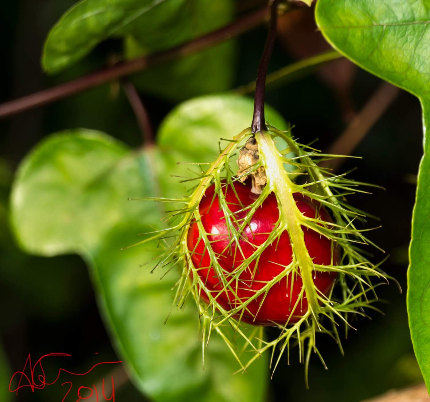 Amazon.com : Passiflora FOETIDA stinking passionflower passionfruit ...
