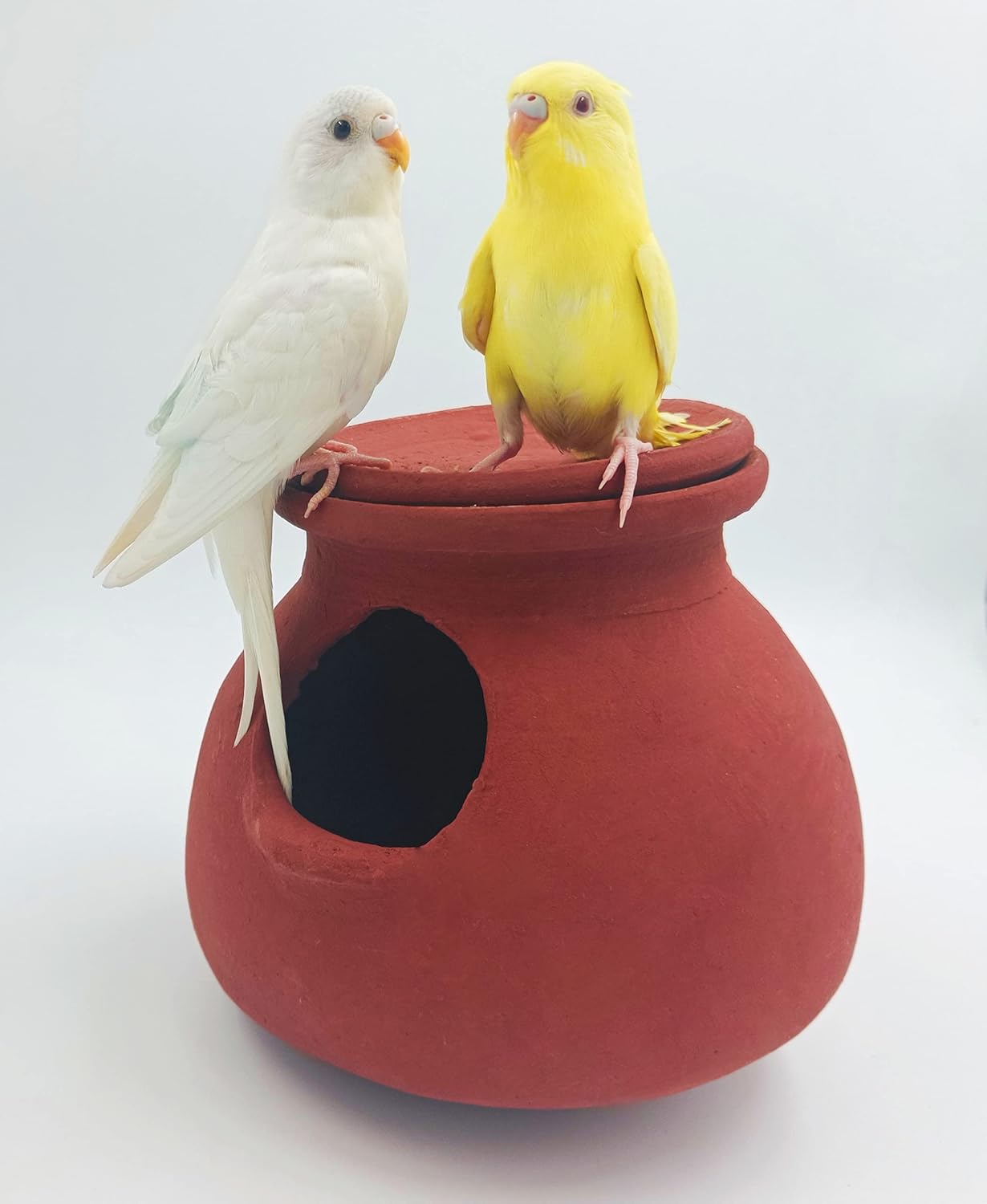 Clay Pot with lids for pet Birds Like Budgies, Finches and African Love ...