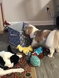 Amazon.com: Top Paw Folding Pet Storage Box : Pet Supplies