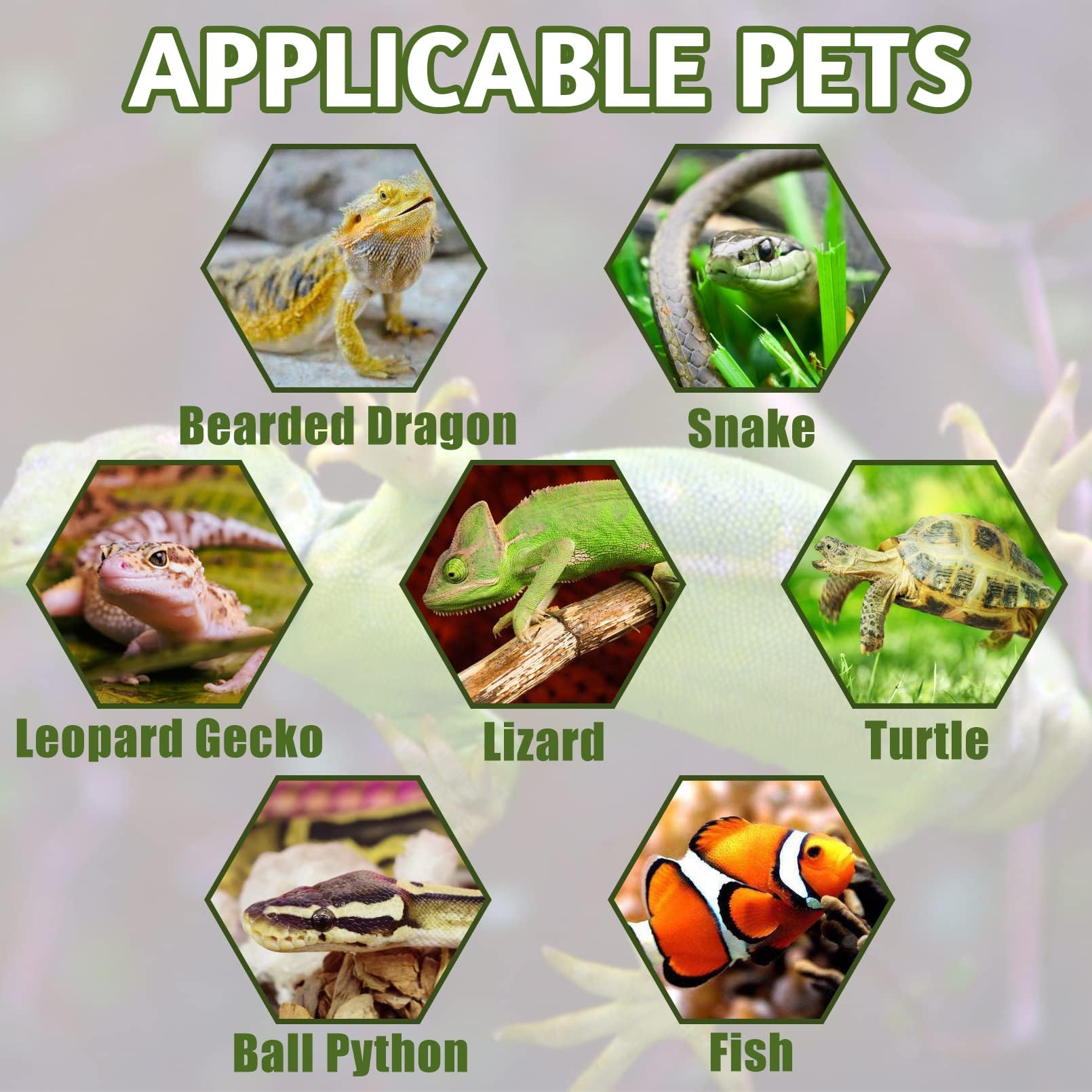 Betta Vissen Tanks Petsmart 48 Duizend Betta Splendens Rechtenvrije