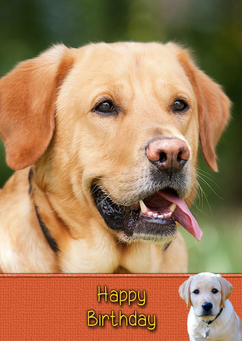 Golden Labrador Dog Birthday Card : Amazon.co.uk: Stationery & Office ...