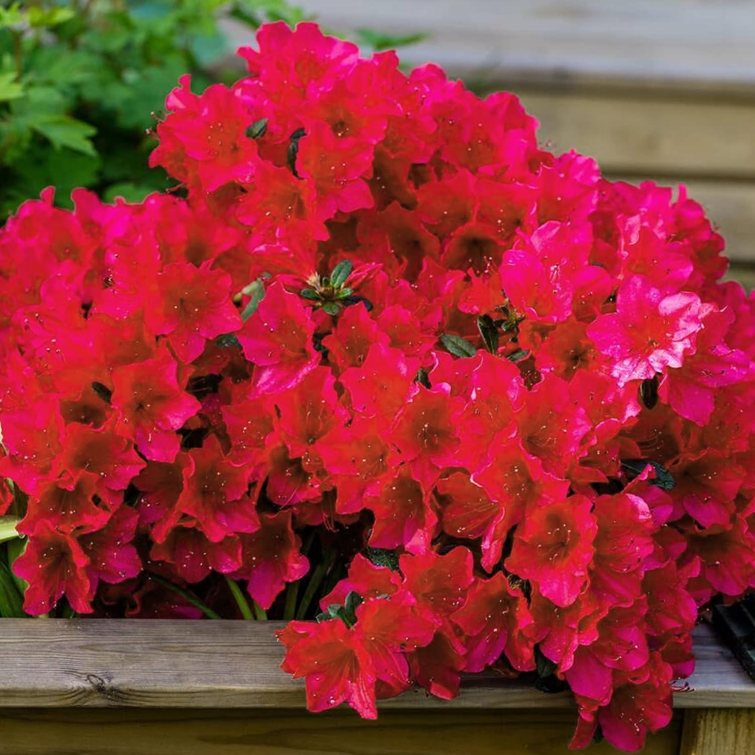 Azalea Arabesk Plant - Red Spring Flowering Outdoor Garden Shrub ...