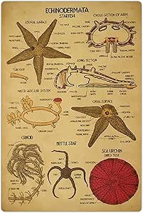 Amazon.com: Echinodermata Knowledge Metal Tin Signs Starfish ...