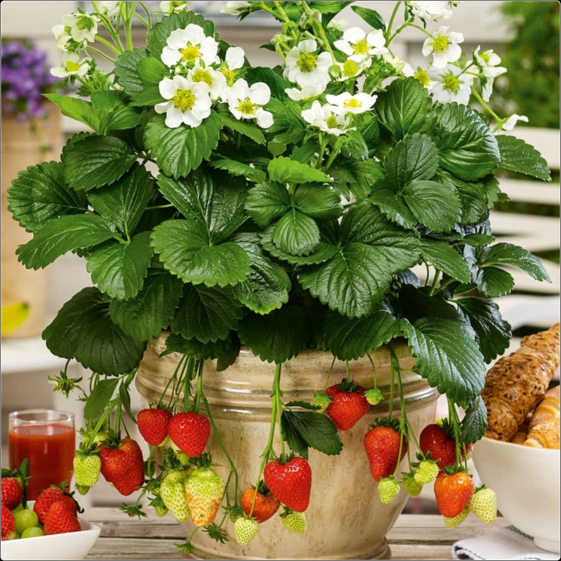 Strawberry Plug Plants x 5 'Montana F1' : Amazon.co.uk: Garden