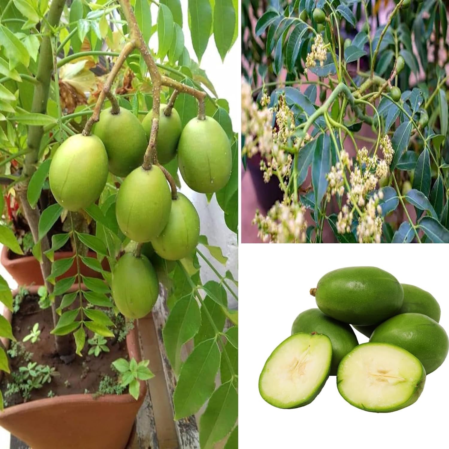 Chitra Nursery Plum Bilati Amra Spondias Mombin All Time Grafted Fruit ...