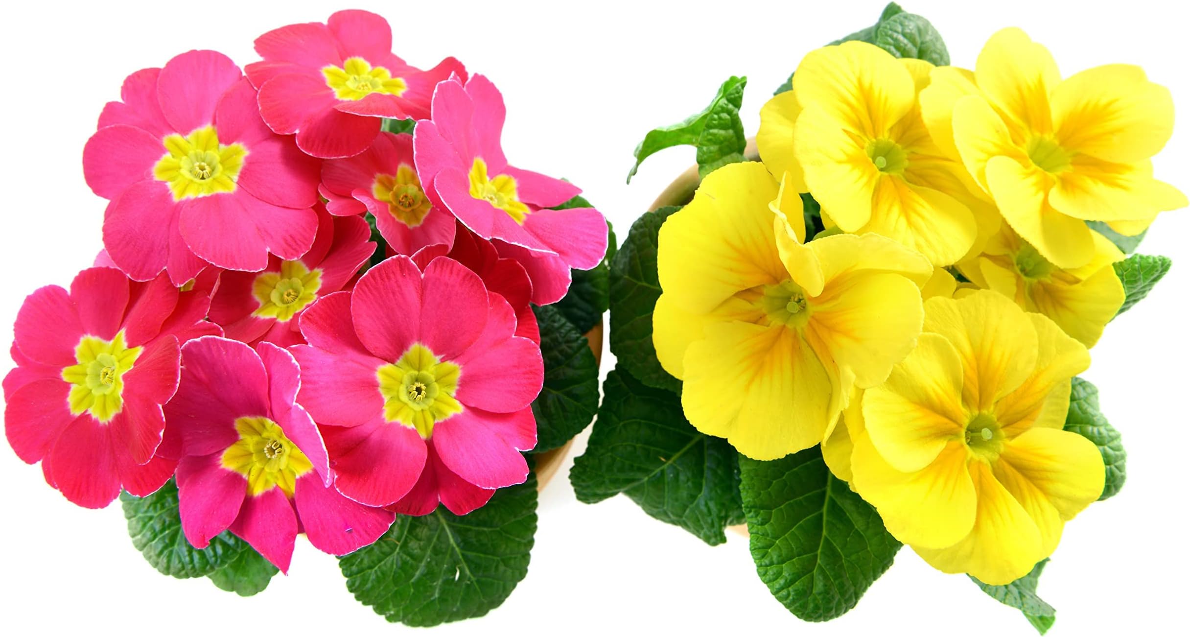 Primrose Plants Mixed Colours 12 Pack - 2 Trays of 6 Plants - Add ...