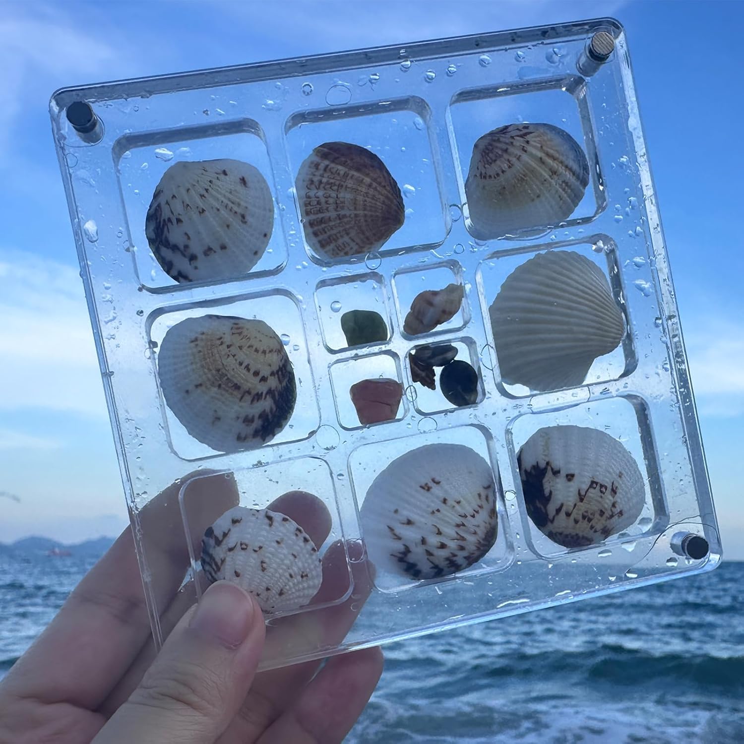 Amazon.com: Acrylic Shadow Boxes Magnetic Seashell Display Box, Mini ...