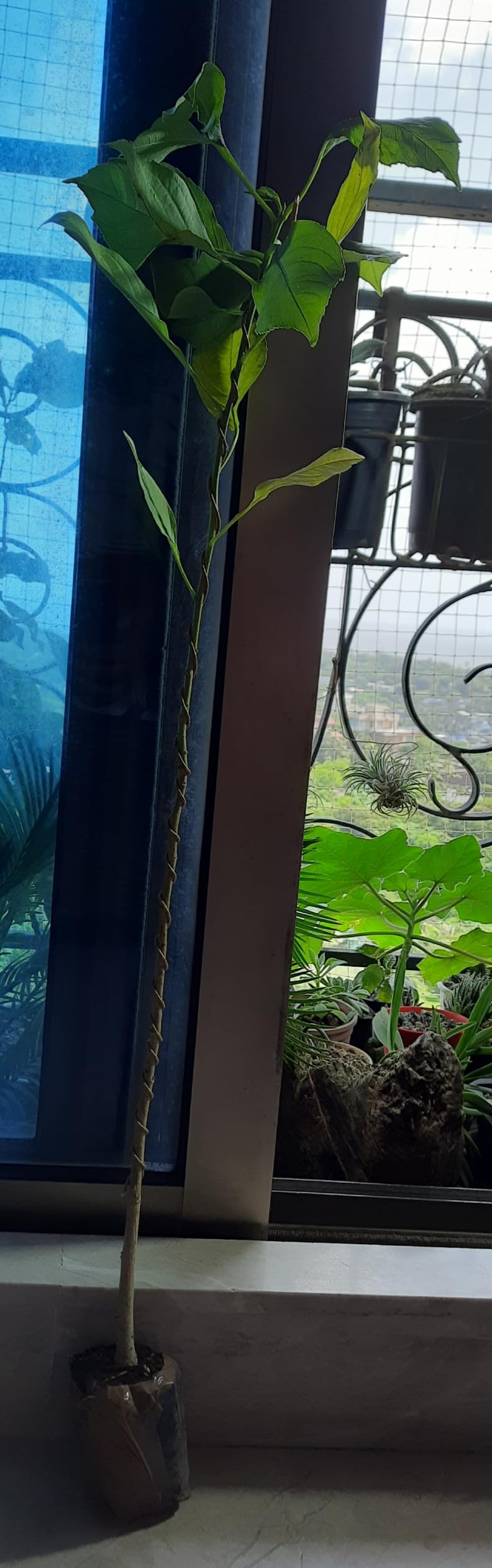 TARUVAR Kalpavriksha Plant - Seed Grown Live Outdoor Plant | Divine ...