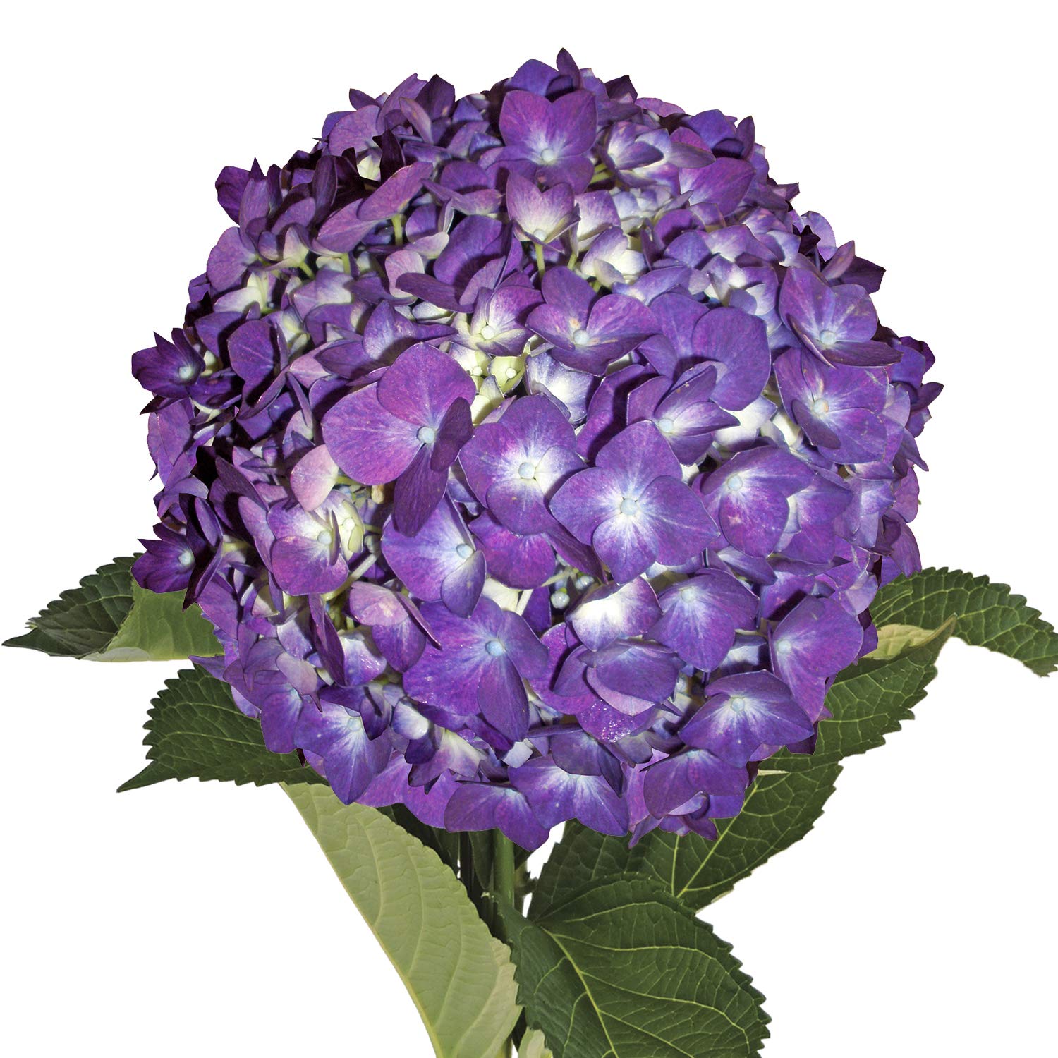 Dark Purple Hydrangea