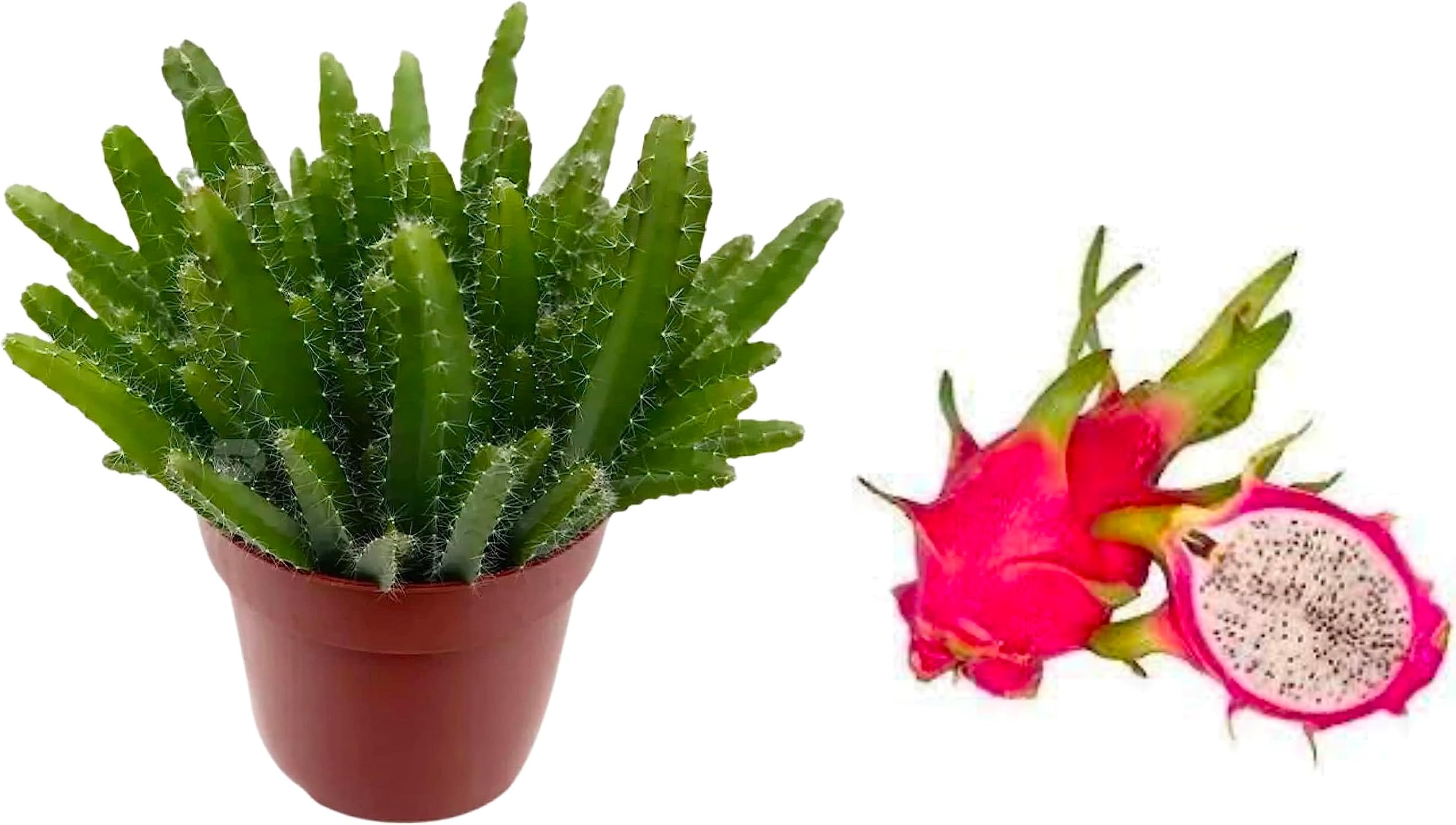 Red pitaya, 30-40 cm, dragon fruit, car Zamorano/Guyute : Amazon.co.uk ...