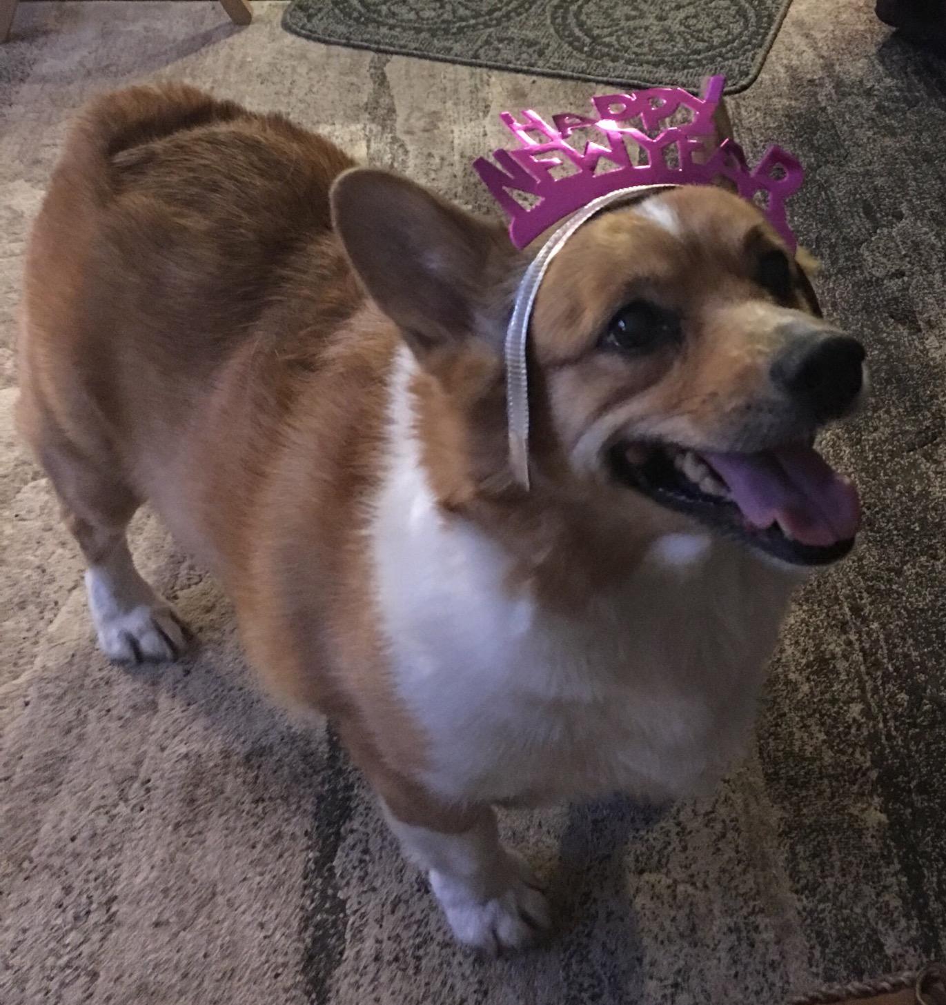 Amazon.com: HENRY THE QUEEN’S CORGI: A feel-good read about the queen’s ...