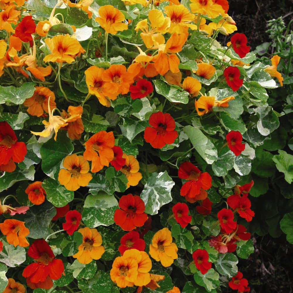 Nasturtium Seeds 'Firebird' Tropaeolum majus Indian Cress Orange Red ...