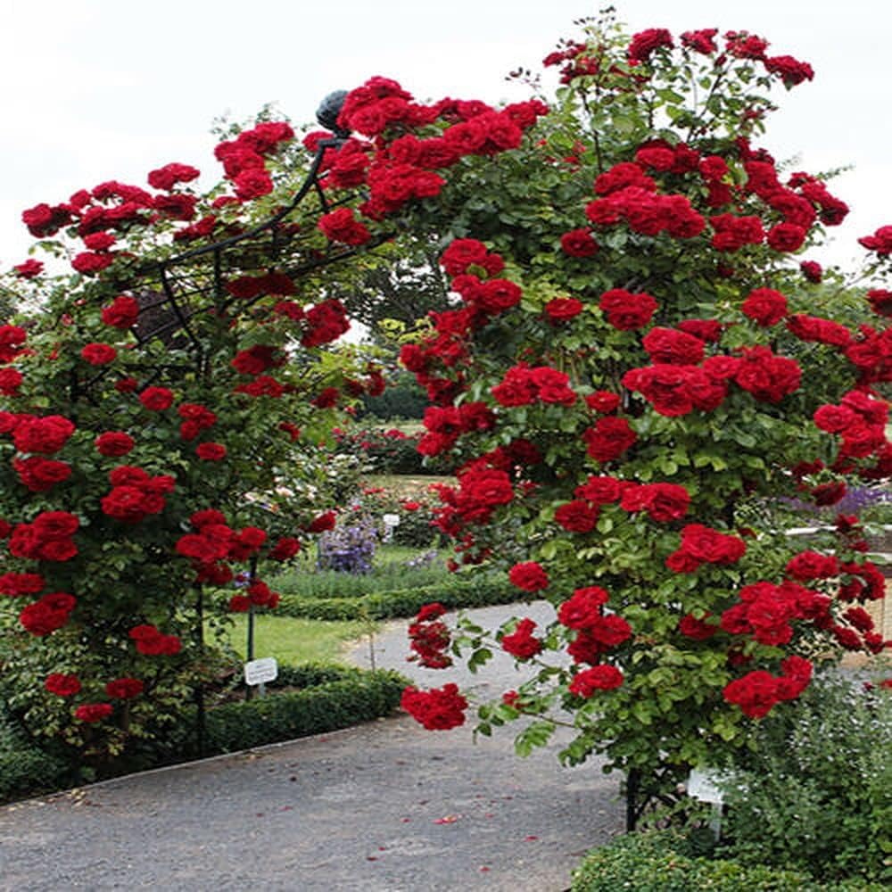 Amazon.com : 10 Red Climbing Rose Seeds Flower Bush Perennial Shrub ...