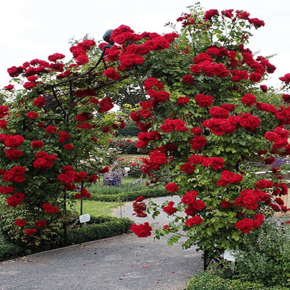 Amazon.com : 10 Red Climbing Rose Seeds Flower Bush Perennial Shrub ...