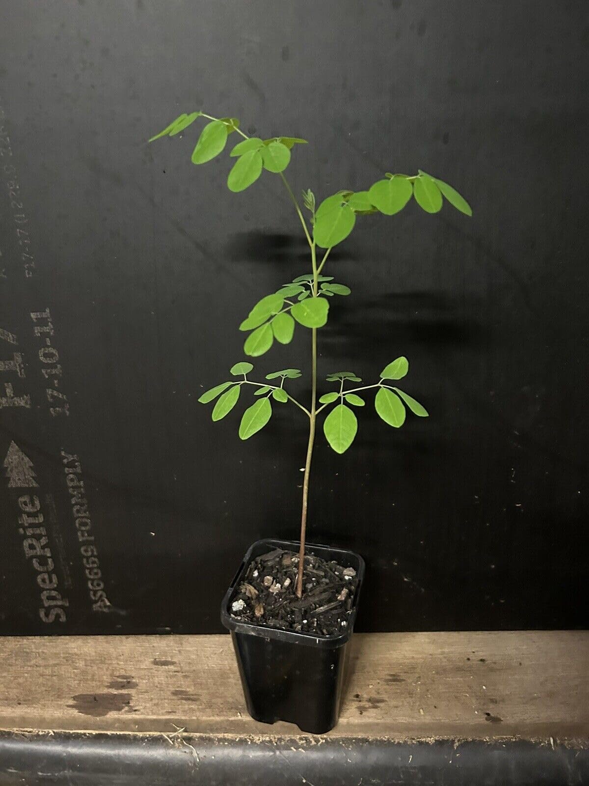 Moringa Oleifera Tree