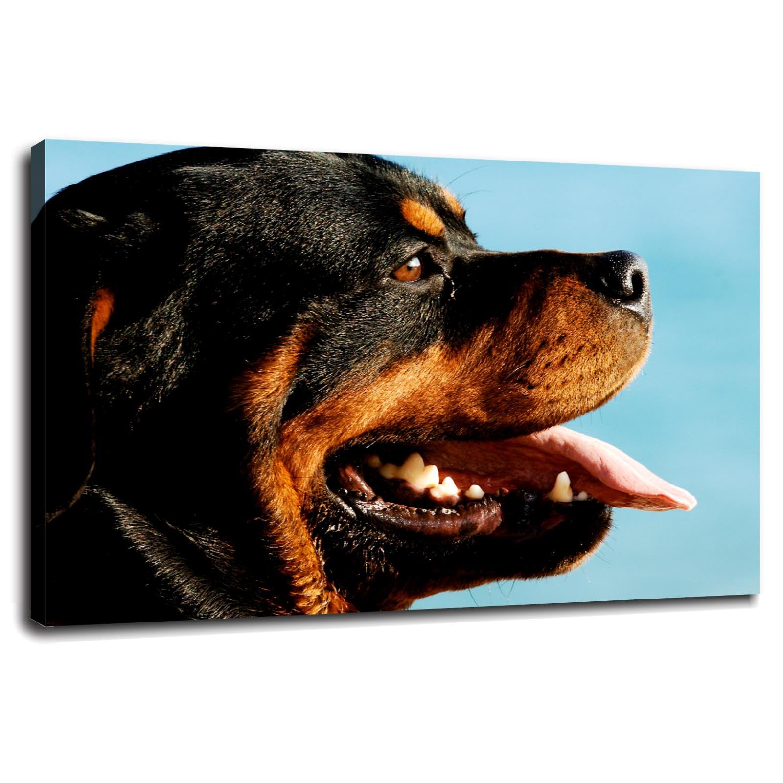 Nice Rottweiler