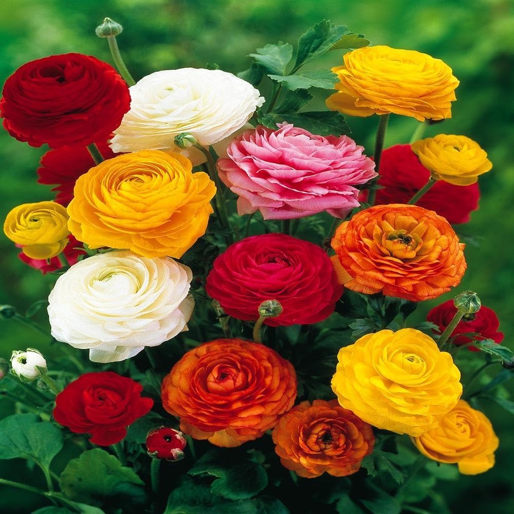 Amazon.com : Mix Ranunculus Bulbs 5 Bulbs Buttercup Flower Bulbs ...
