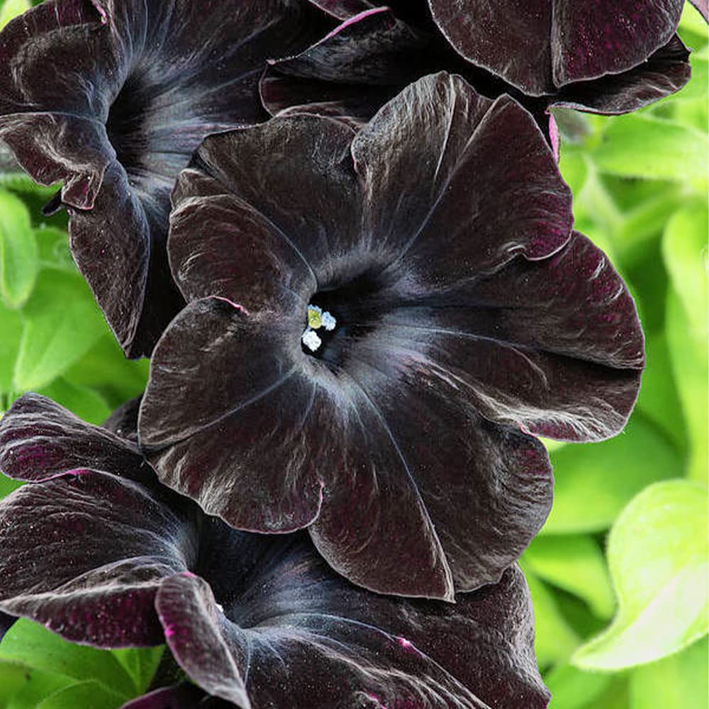 Petunia De Terciopelo Negro