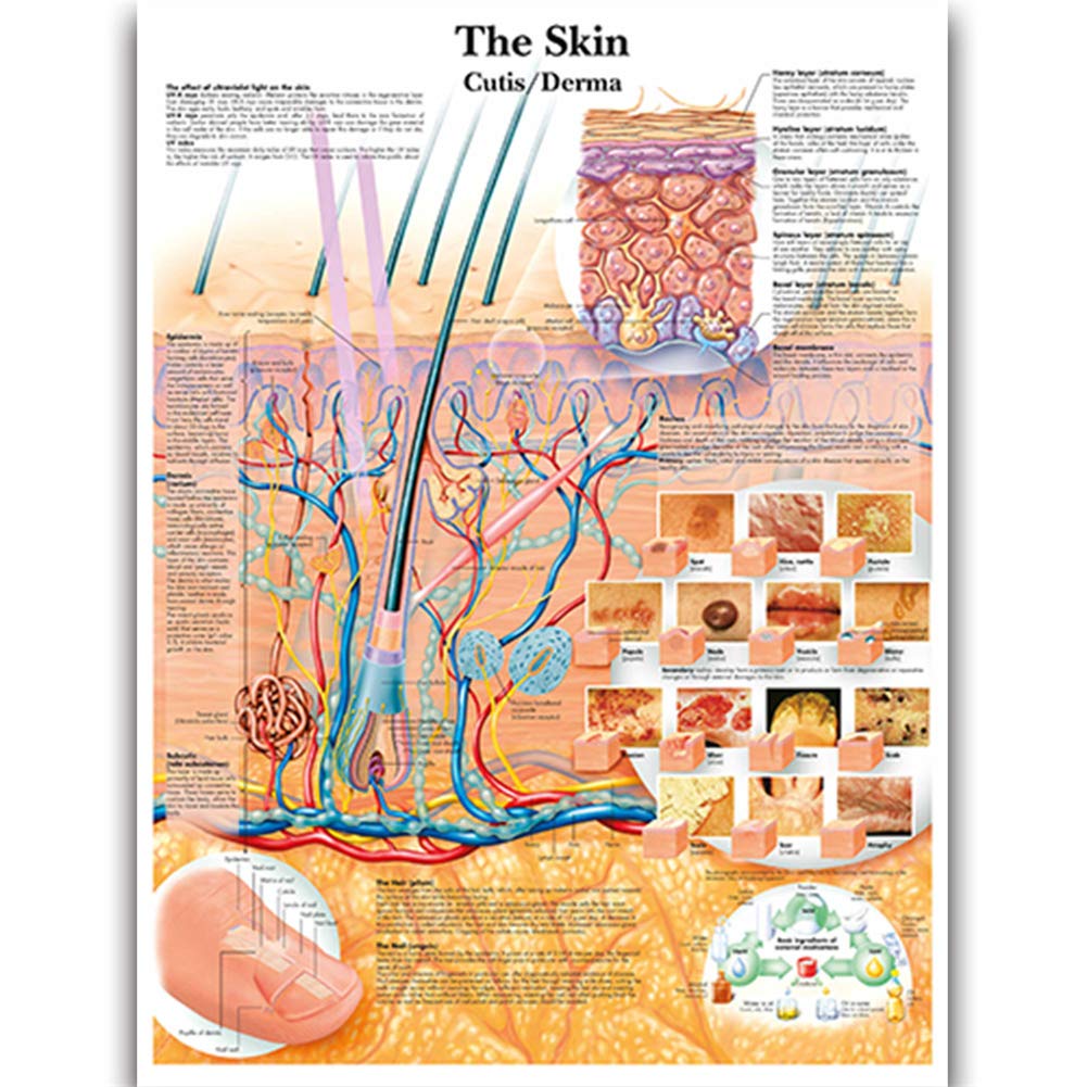 Buy Skin Science Anatomy s for Walls Medical Nursing Students ...