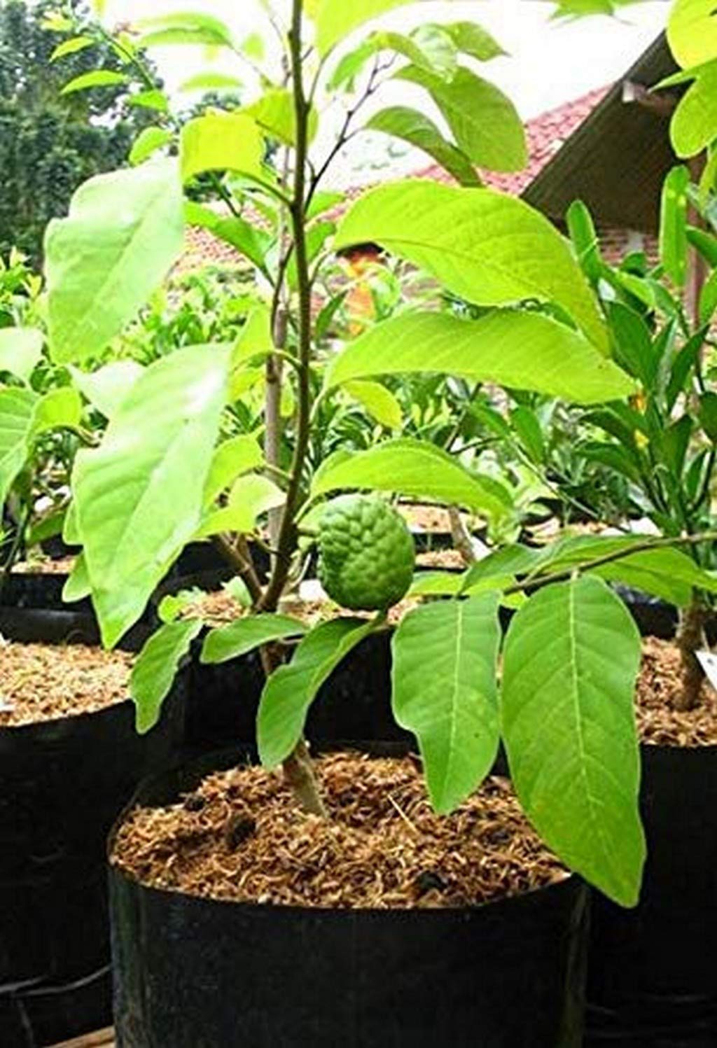 Creative Farmer Live Plant Anon Great Exotic Custard Apple (Aatha ...