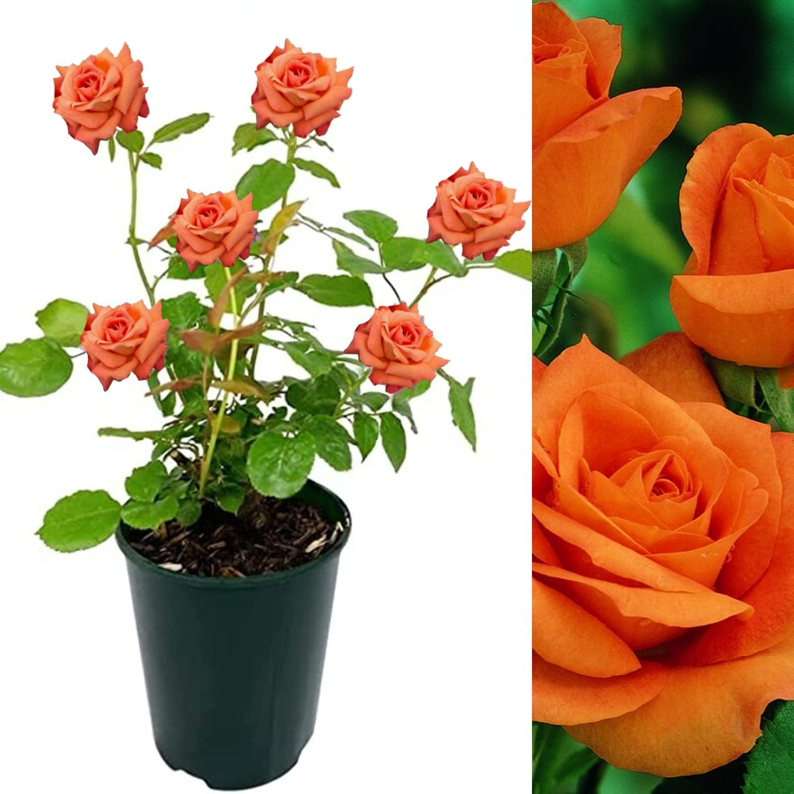 Rose Bush Orange Sunblaze - Floribunda Orange Rose Bush for The Garden ...