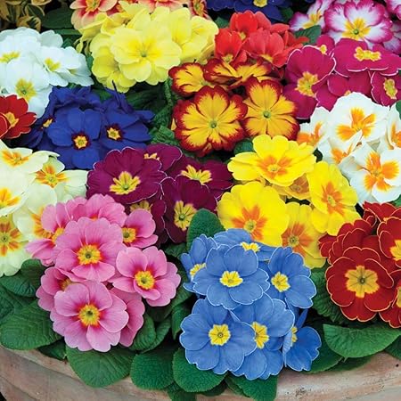 Primula Polyanthus Supernova Mix X 12 Plug Plants for Potting on See ...