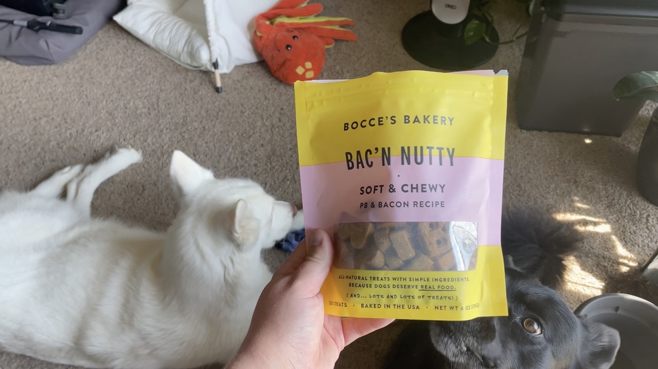 Watch 3 Picky Dogs, Do They Like These? on Amazon Live