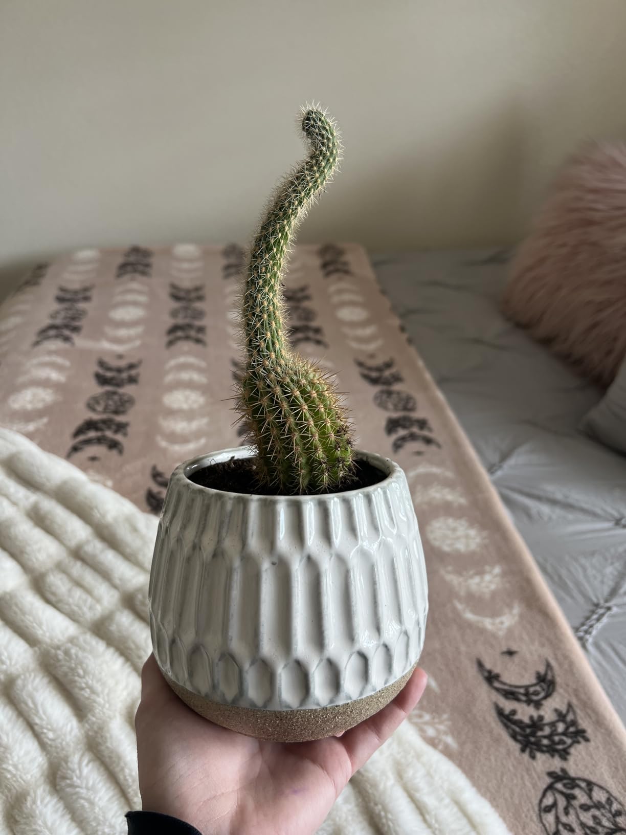 Amazon.com : Carlton Lane Valencia - Ceramic Indoor Flower Pots for ...