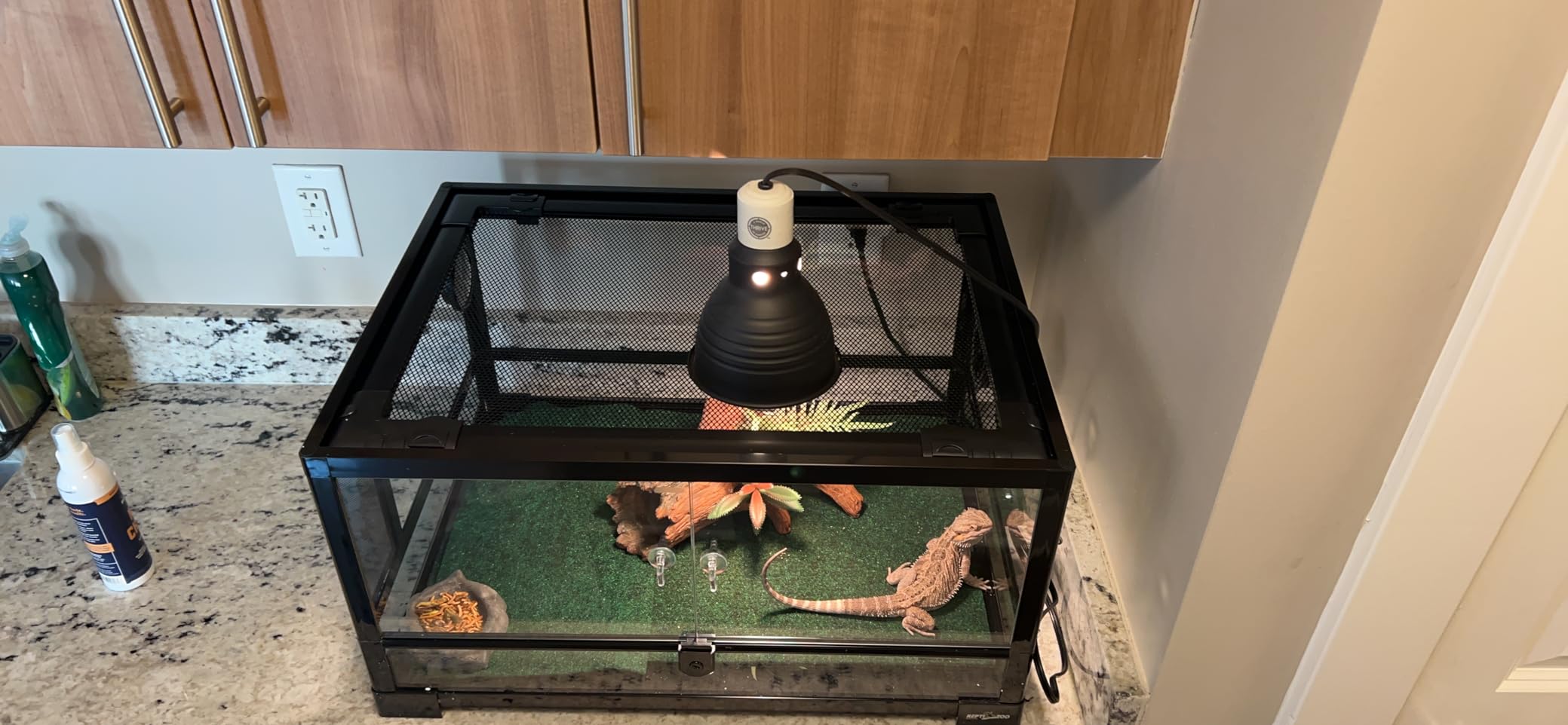 Amazon.com : REPTI ZOO Full Glass 20 Gallon Reptile Tank, Front Opening ...