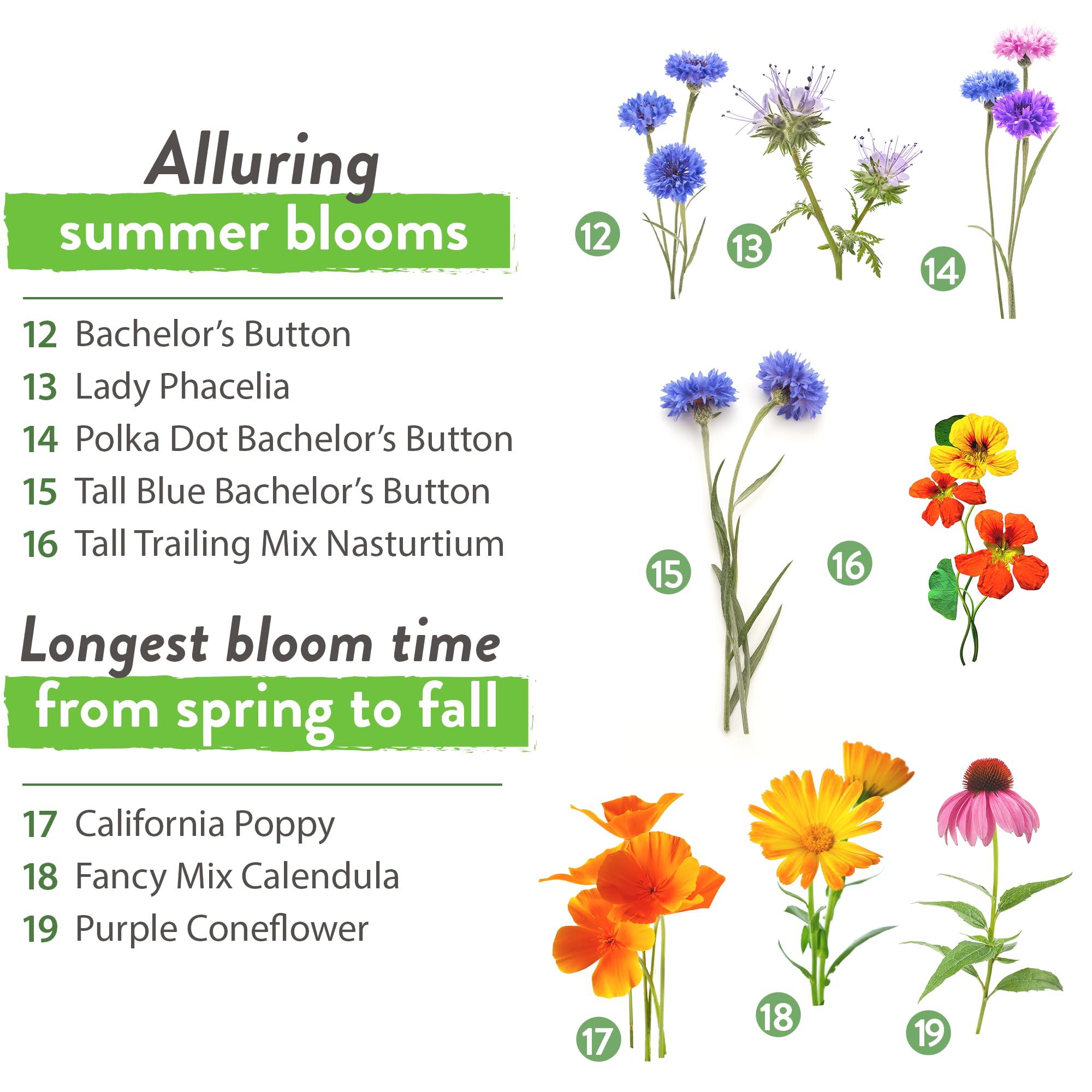 Tipos De Plantas Anuales Que Florecen En Primavera Las Plantas