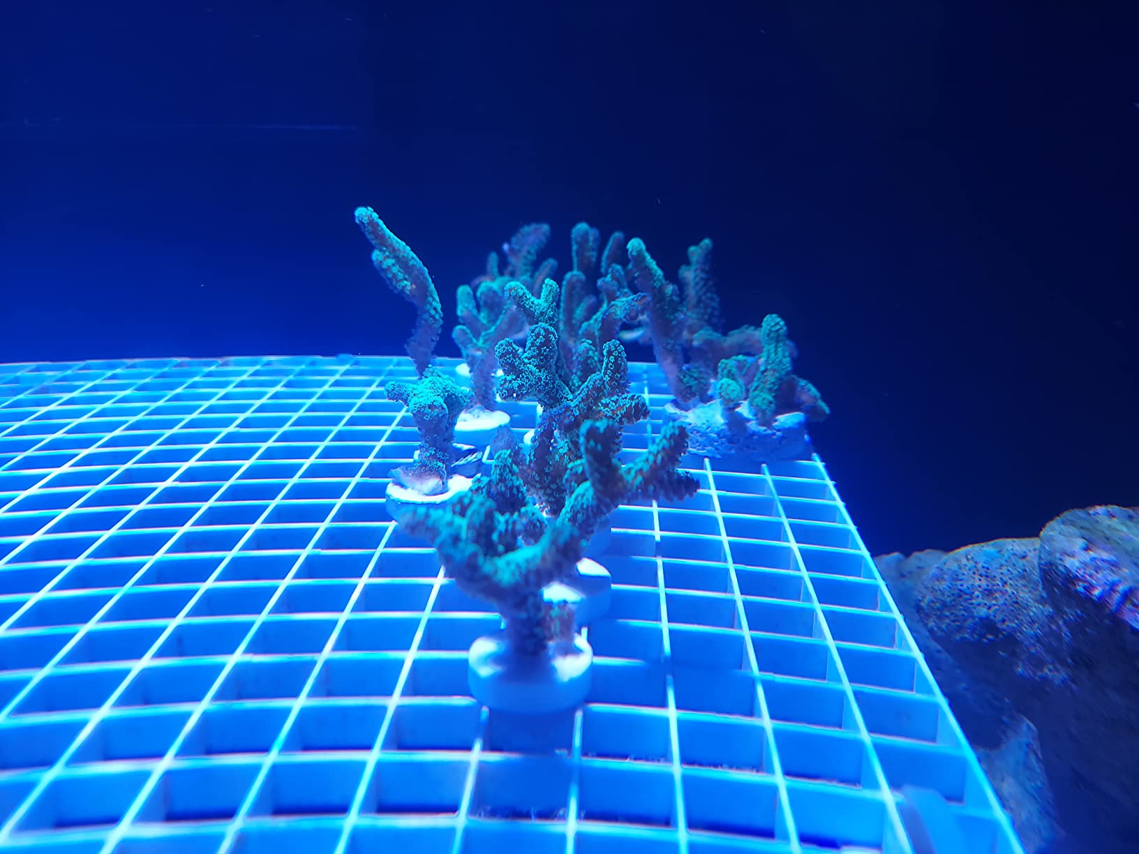 Amazon.com : Reefing Art Ceramic Coral Frag Plugs 100 Pack Free ...