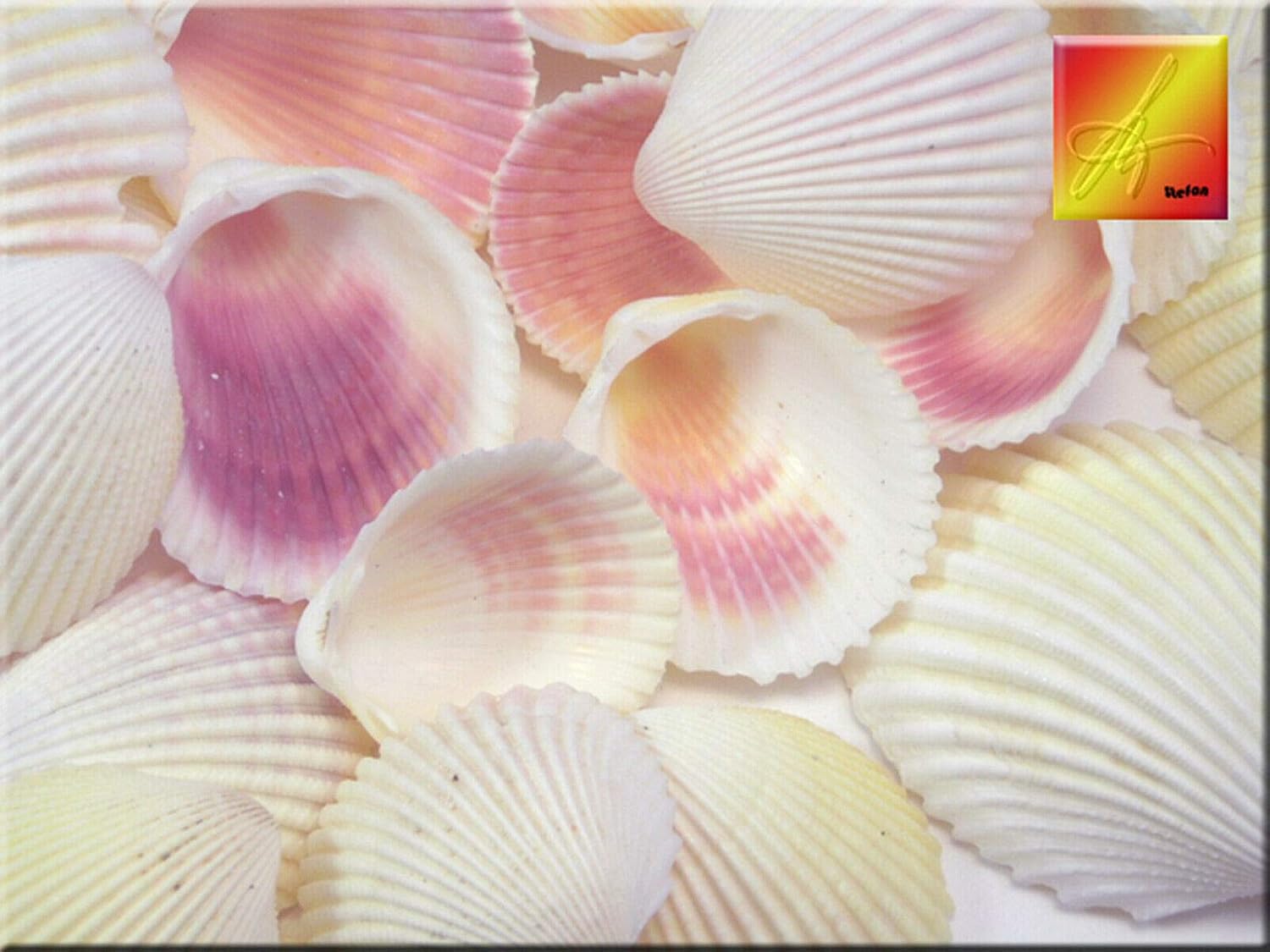 Amazon.com: 50 Haitian Rose Cockle Shells 1-2" Beach Wedding Crafts ...