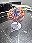 Amazon.com: Disassembled Human Brain Model Structural Anatomy Medical ...