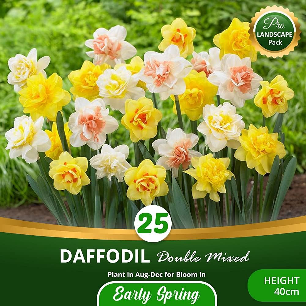 25 x Daffodil Double Mixed – Colourful Range of Doubles – Exquisite ...