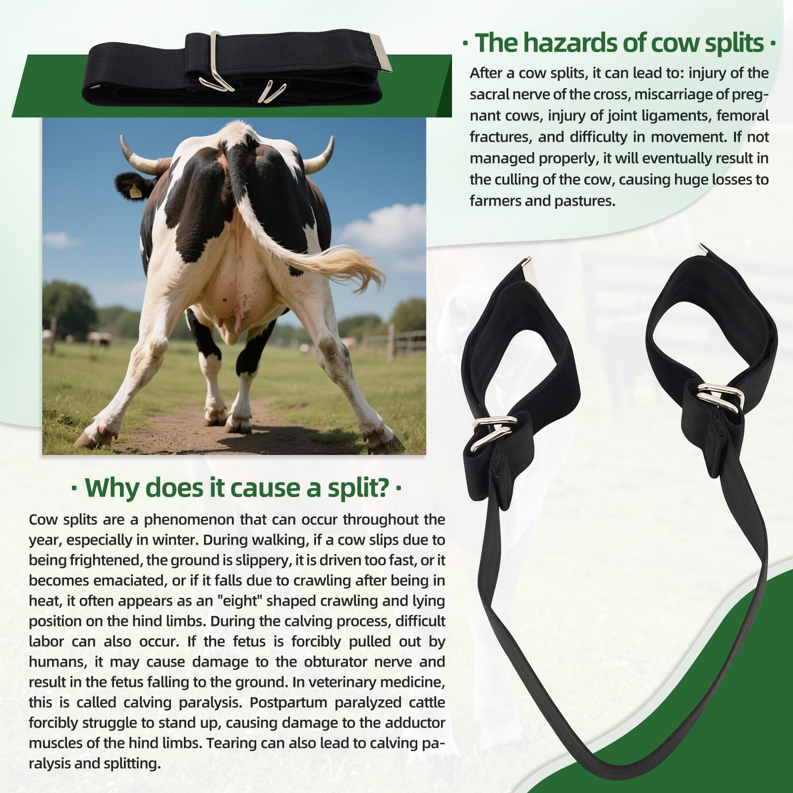 Milking Stand Kicking Prevention Strap Cattle Hoof Binding Kit ...